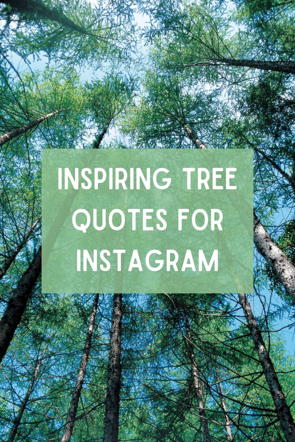 85 Inspiring Tree Quotes for Instagram: Caption Your Nature Shots with ...