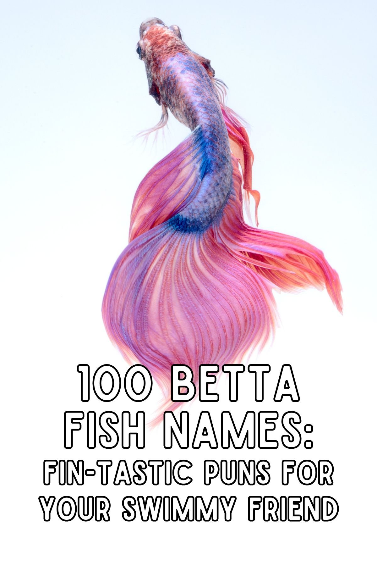 100 Betta Fish Names: Fin-tastic Puns for Your Swimmy Friend