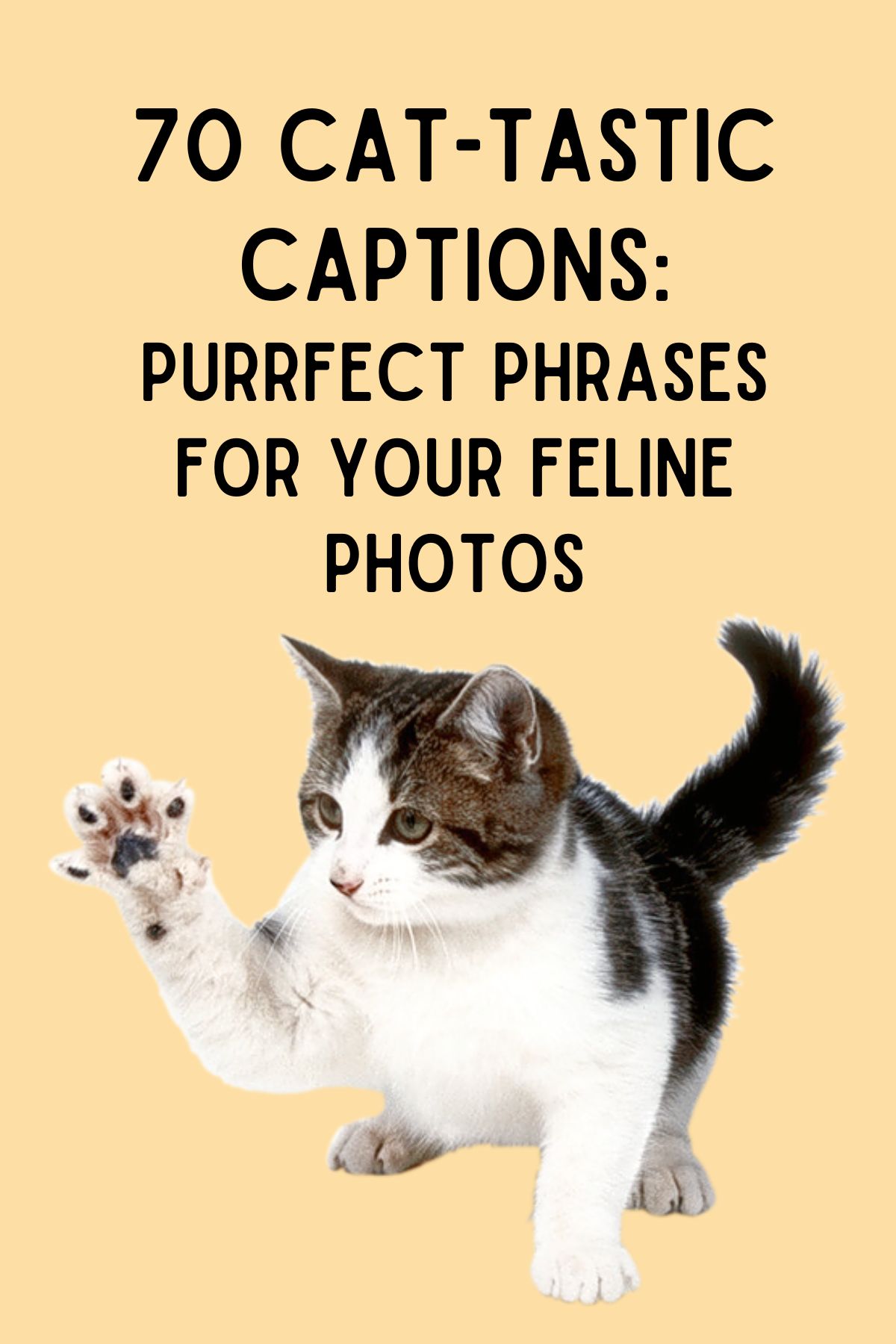 70 Cat-tastic Captions: Purrfect Phrases for Your Feline Photos