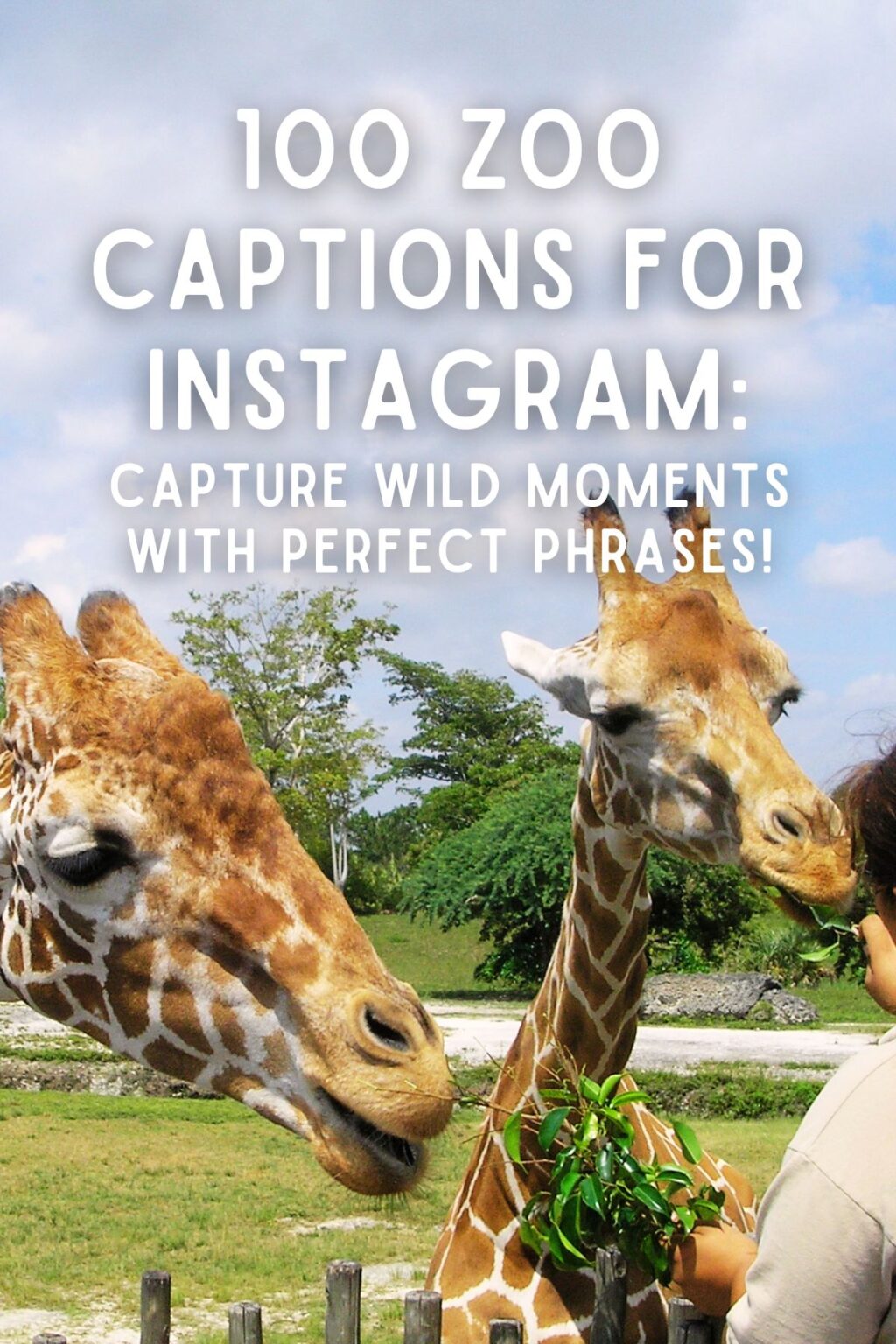 100 Zoo Captions for Instagram: Capture Wild Moments with Perfect Phrases!